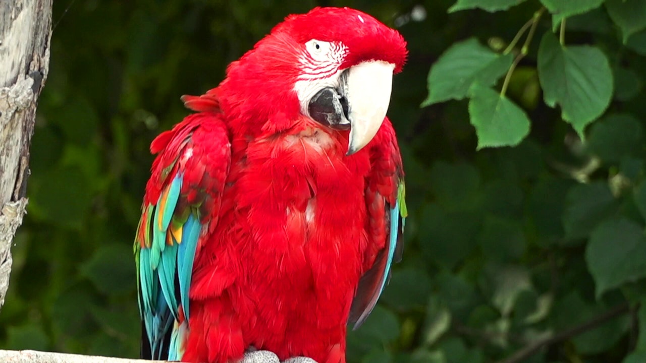 Miniteve: Verdens dyr | Se med C More her | TV 2 Play