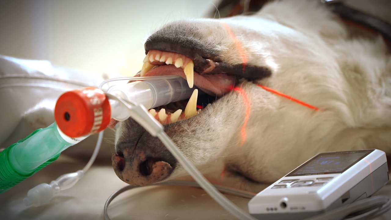 Dyr i nød | Se afsnittet her | TV 2 Play