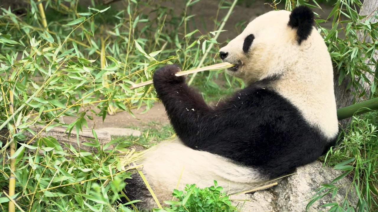 Miniteve: Verdens dyr | Se med C More her | TV 2 Play