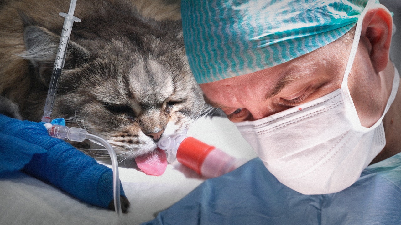 Dyr i nød | Se serien her | TV 2 Play