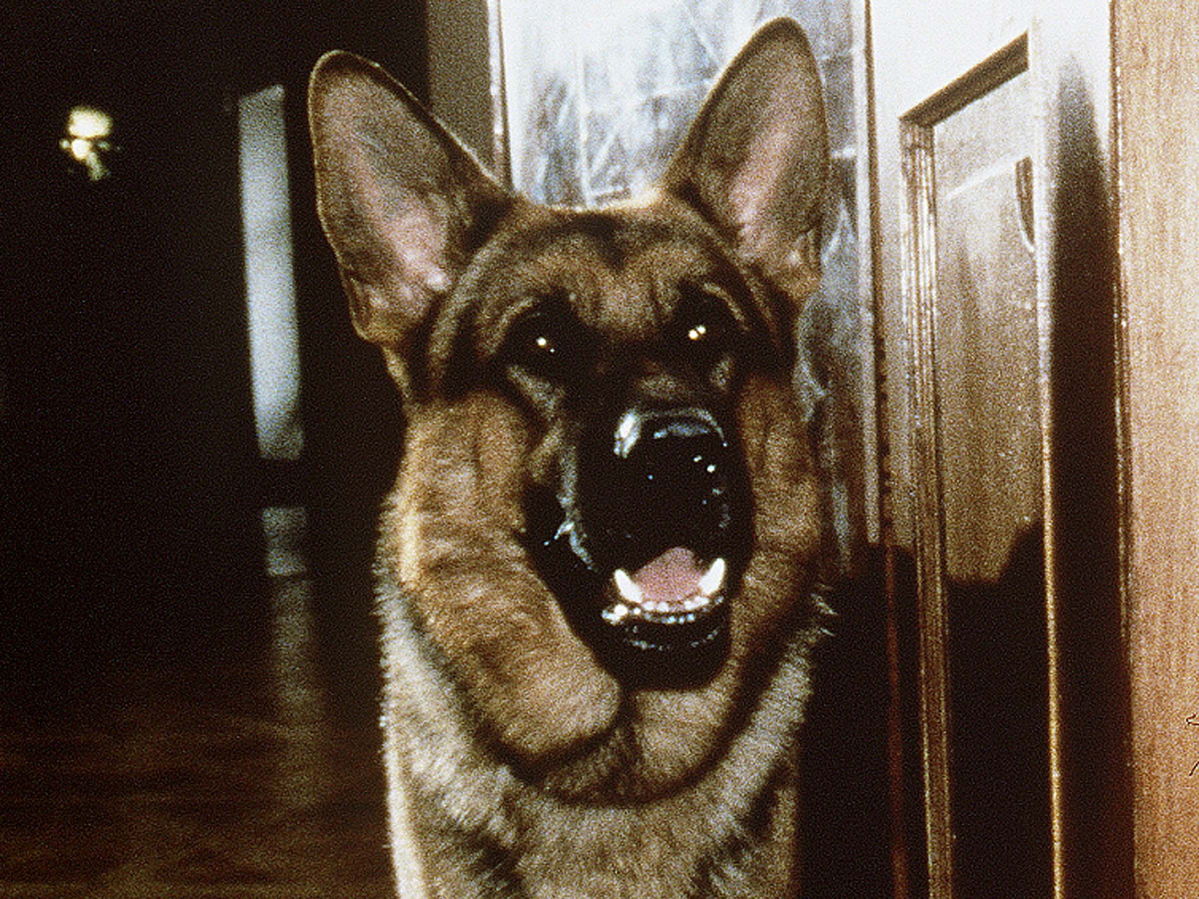 Kommissær Rex | Se afsnittet her | TV 2 Play