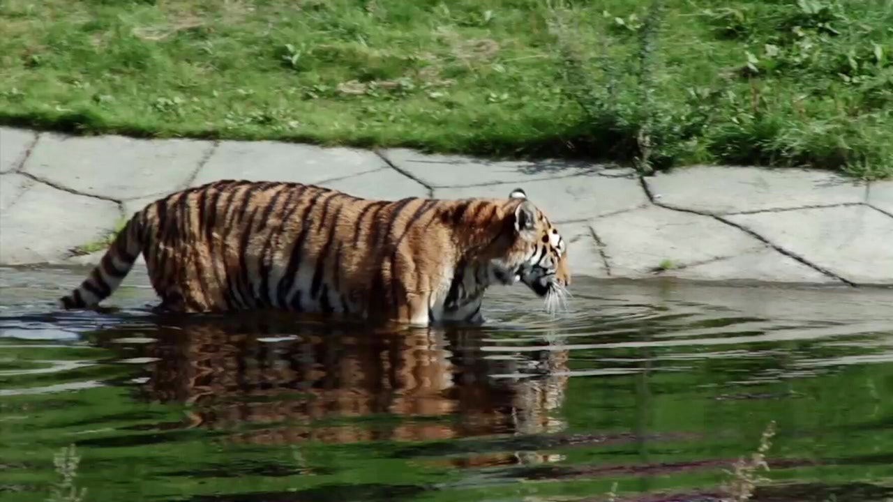 Miniteve: Verdens dyr | Se med C More her | TV 2 Play