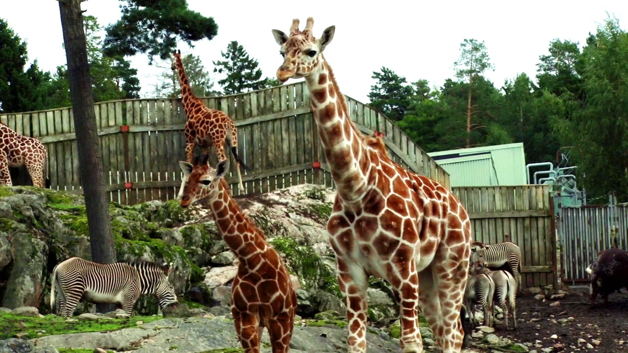 Miniteve: Verdens dyr | Se med C More her | TV 2 Play