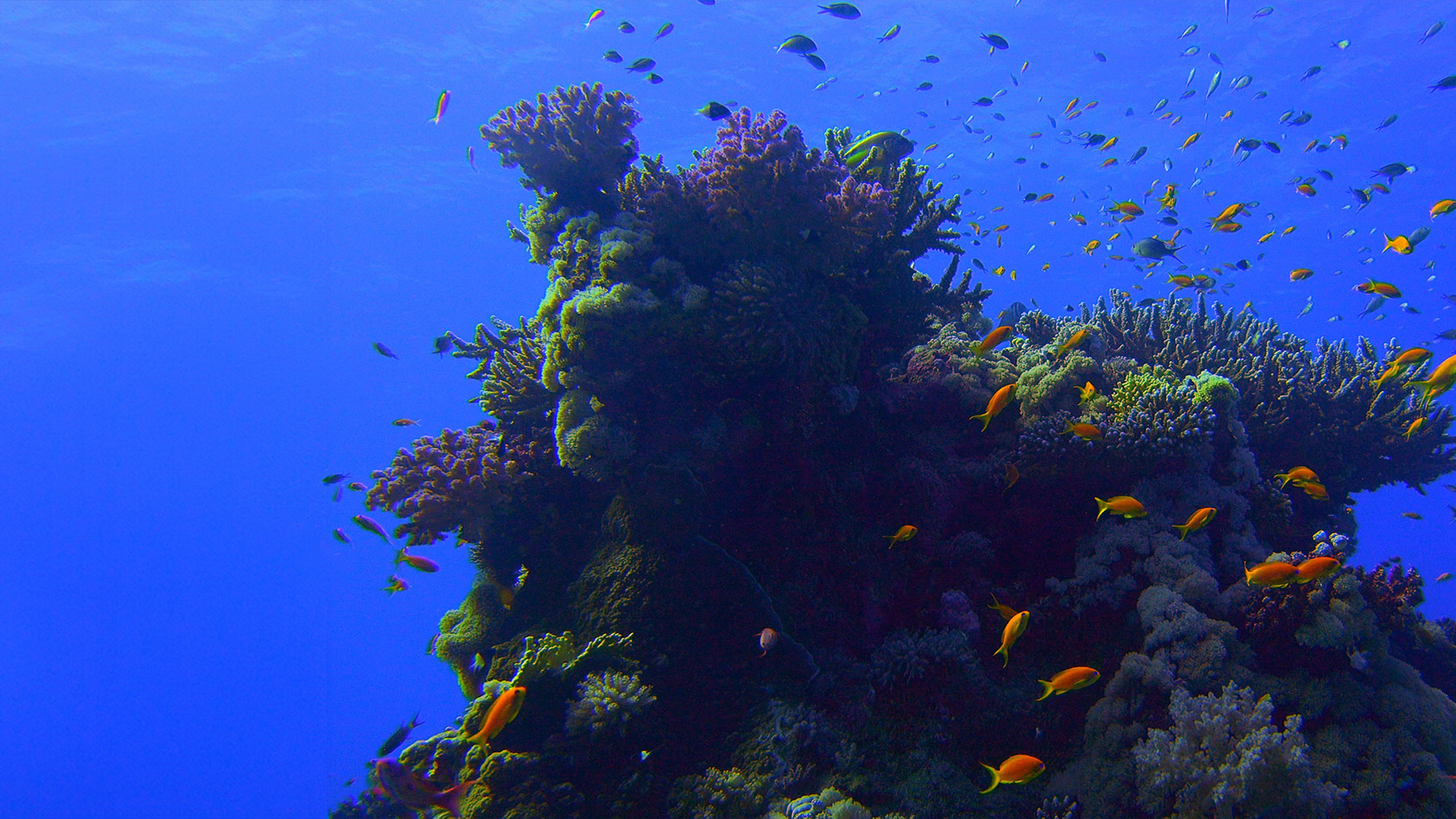 Red Sea | Se på Disney+ med TV 2 Play