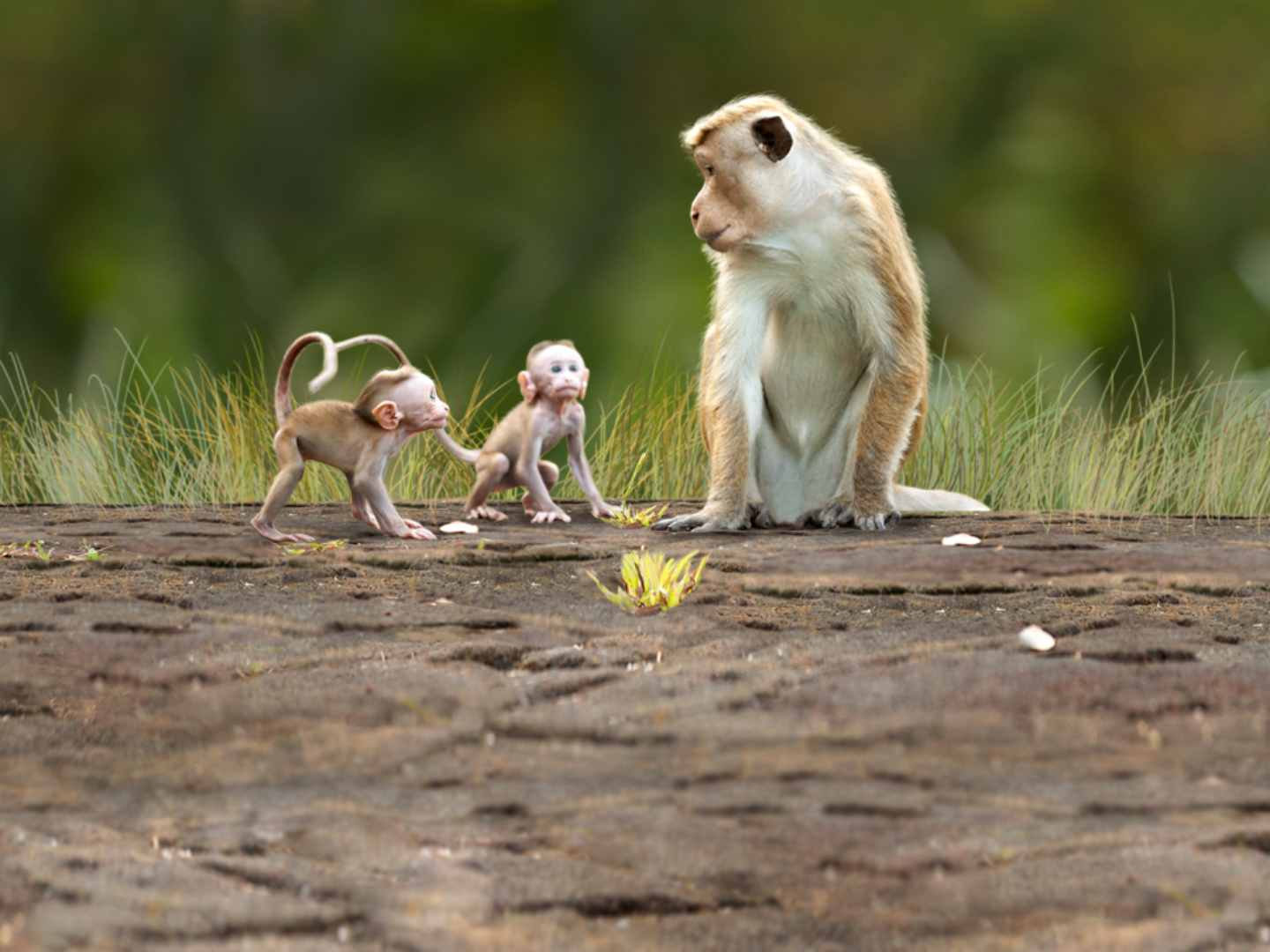 Monkey Kingdom | Se på Disney+ med TV 2 Play